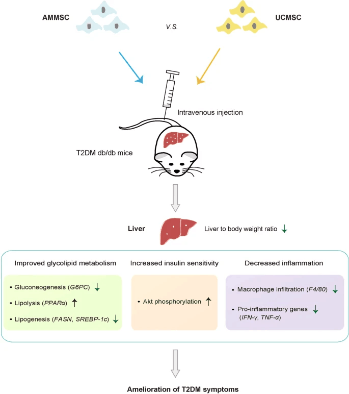 华夏源最新学术发表丨《STEM CELL REV REP》：间充质干细胞治疗Ⅱ型糖尿病新发现_华夏源细胞集团