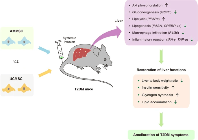 华夏源最新学术发表丨《STEM CELL REV REP》：间充质干细胞治疗Ⅱ型糖尿病新发现_华夏源细胞集团